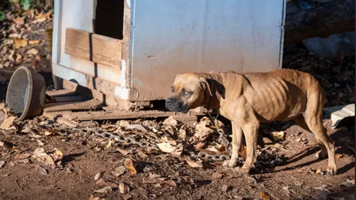 47 dogs rescued from suspected Chester dog-fighting operation | The ...